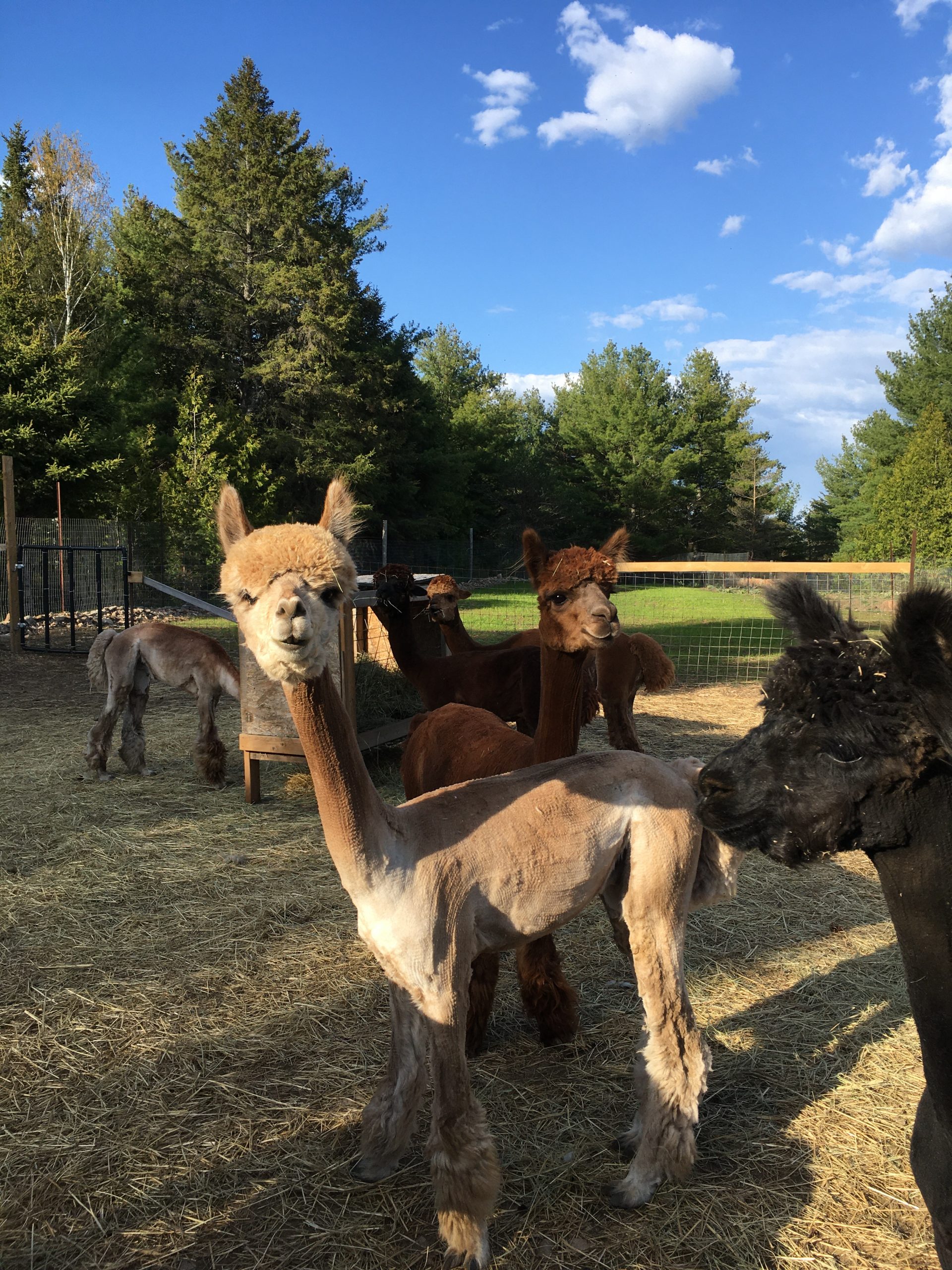 Visit Us — Windmill Point Alpaca Farm